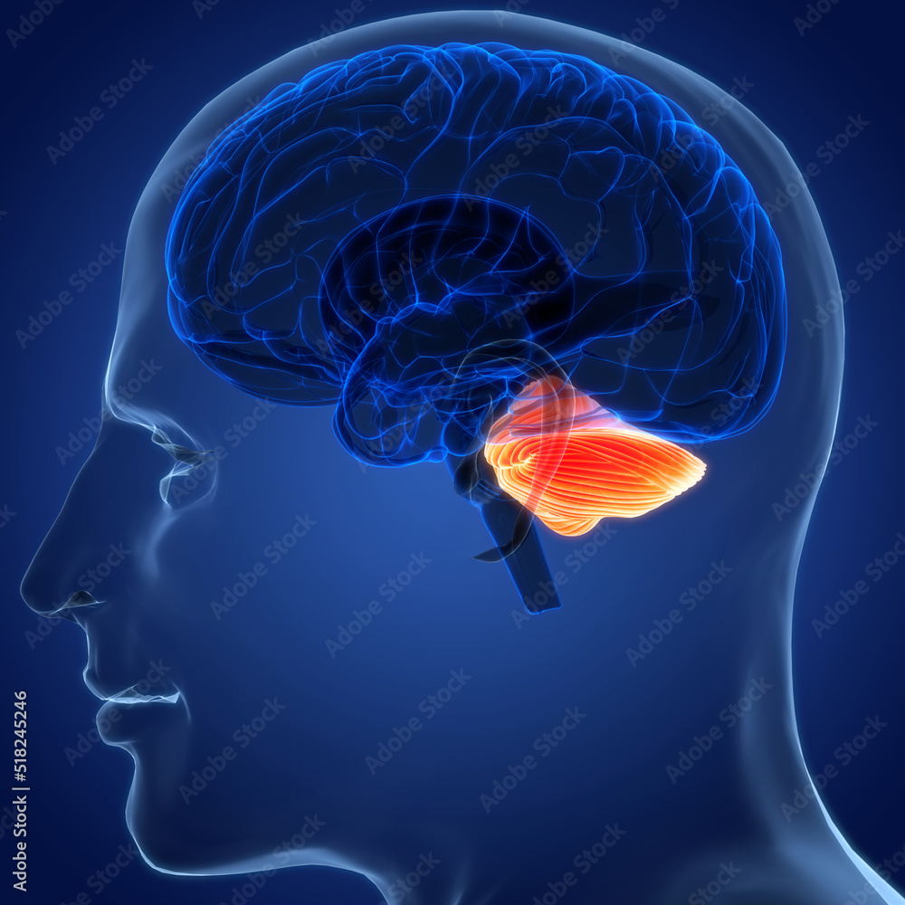 Central Organ of Human Nervous System Brain Anatomy Stock Illustration ...