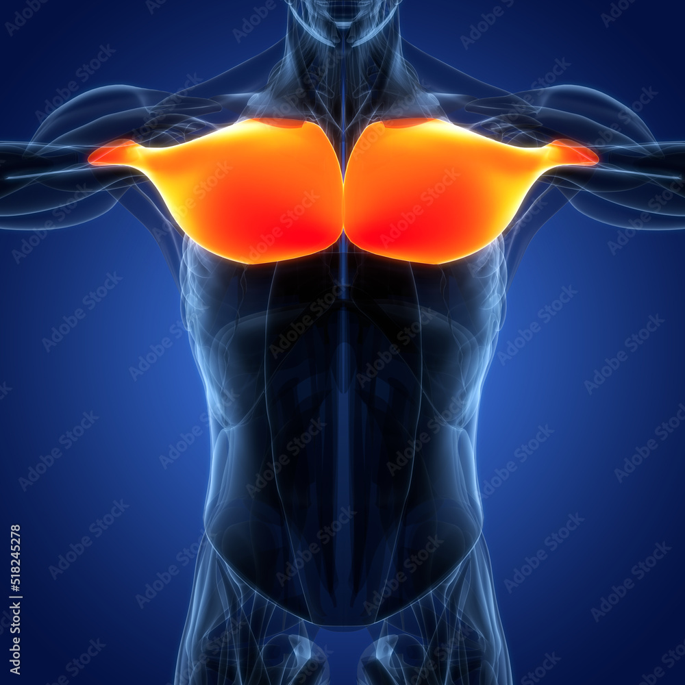 Poster Human Muscular System Torso Muscles Pectoral Muscles Anatomy ...