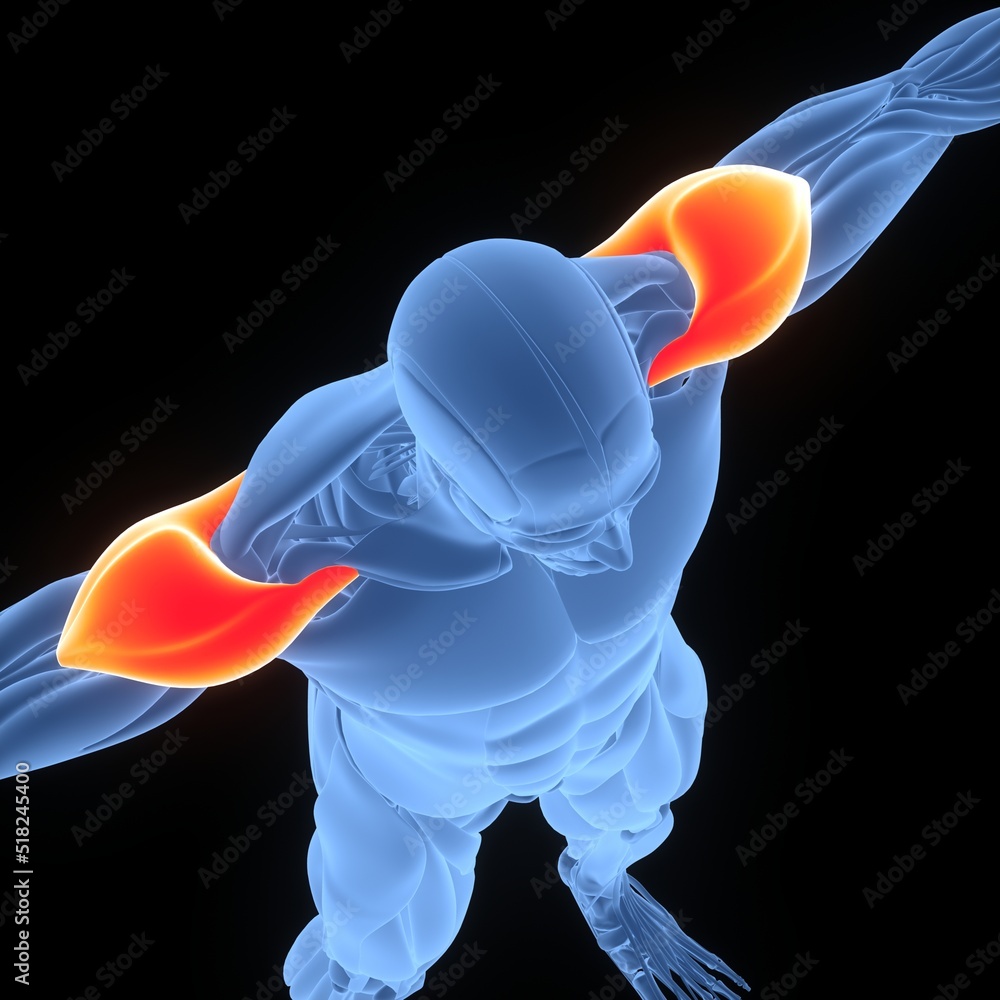 Human Muscular System Arm Muscles Deltoideus Muscle Anatomy Stock ...