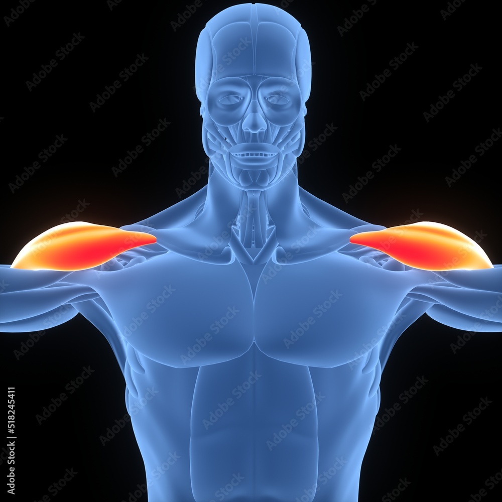 Human Muscular System Arm Muscles Deltoideus Muscle Anatomy Stock ...