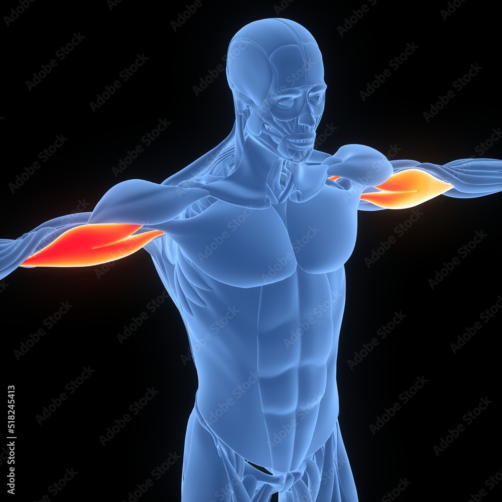 Human Muscular System Arm Muscles Biceps Brachii Anatomy Stock ...