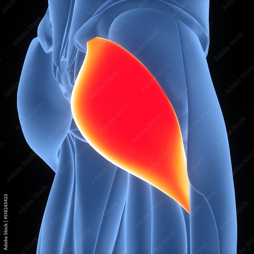 Human Muscular System Leg Muscles Gluteus Maximus Muscle Anatomy Stock ...