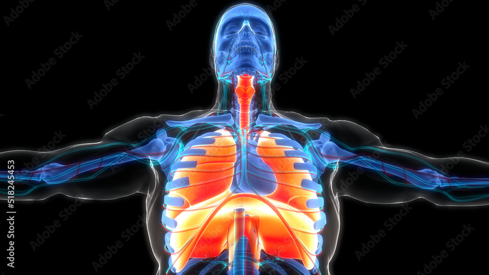 Human Respiratory System Lungs with Diaphragm Anatomy Stock ...
