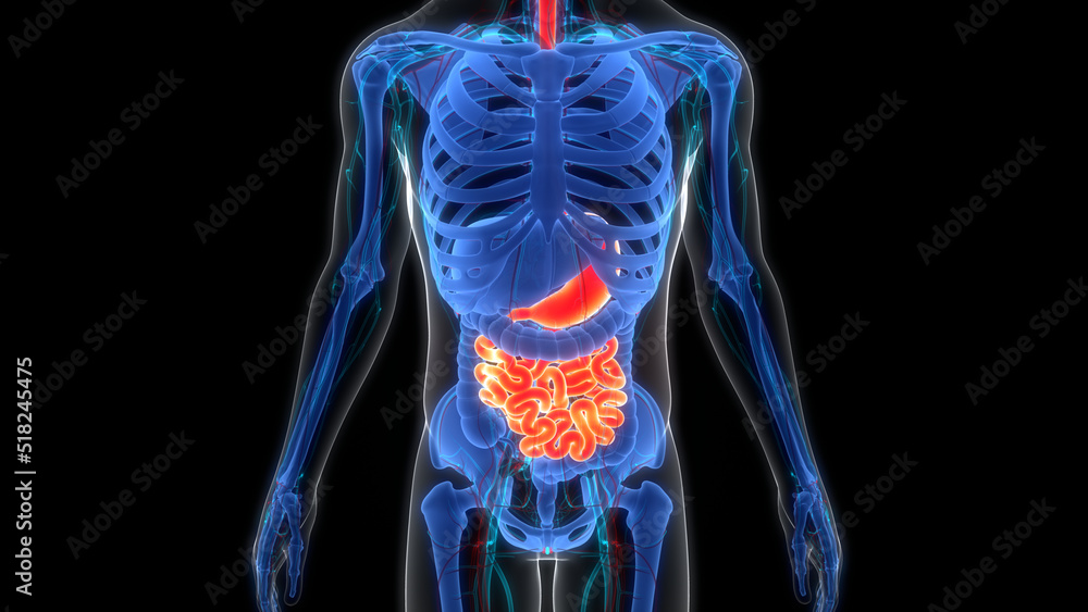 Human Digestive System Stomach with Small Intestine Anatomy Stock ...