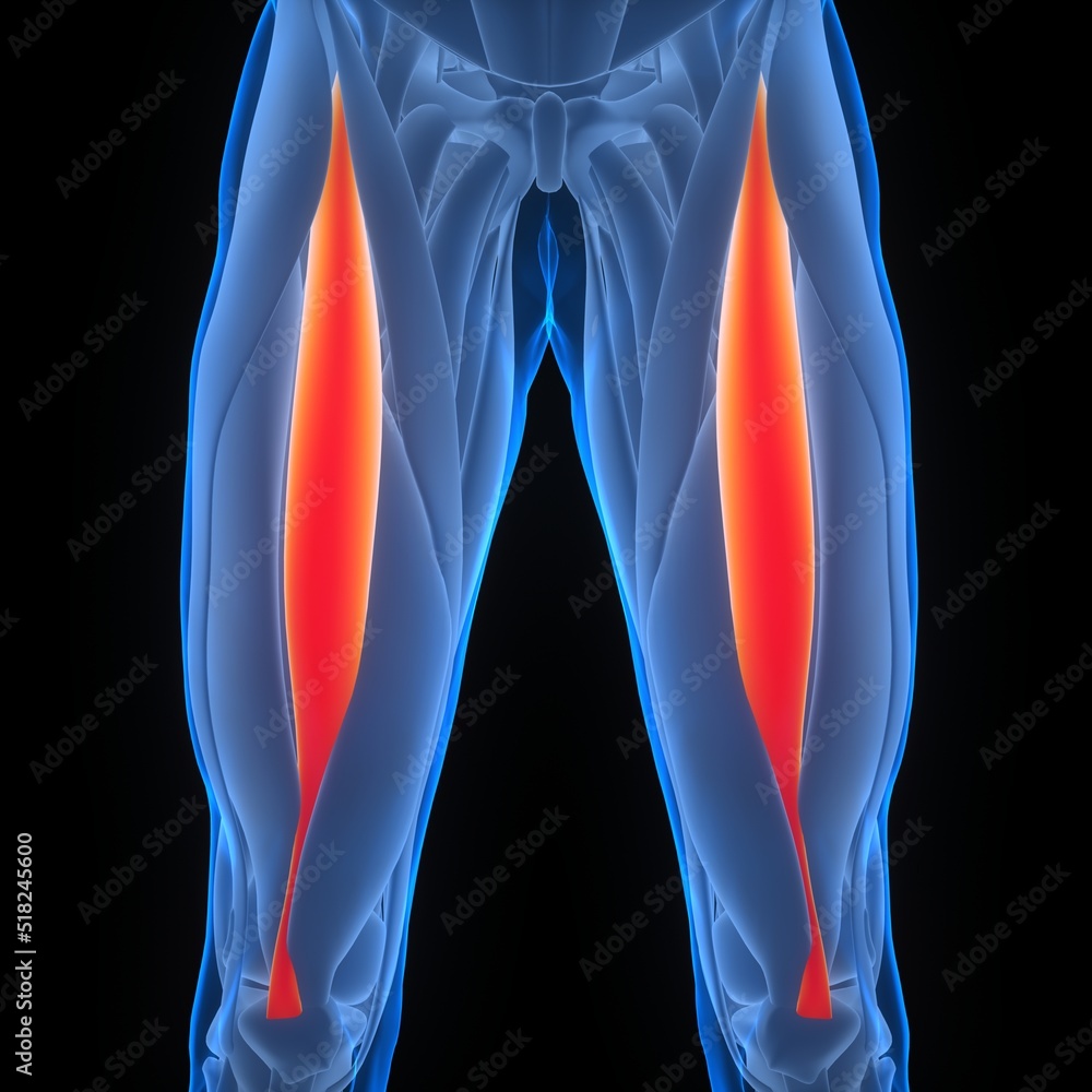 Human Muscular System Leg Muscles Rectus Femoris Muscles Anatomy Stock ...