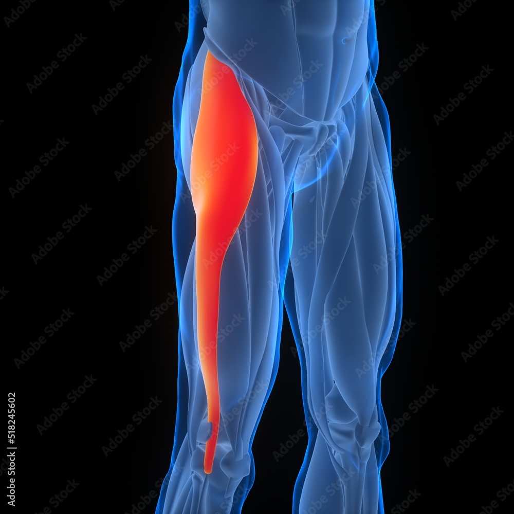 Human Muscular System Leg Muscles Tensor Fasciae Latae Muscles Anatomy ...