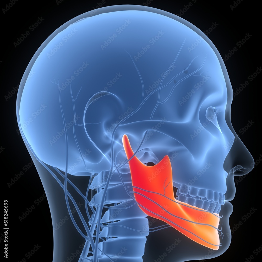 Human Skeleton System Skull Bone Parts Mandible Anatomy Stock ...