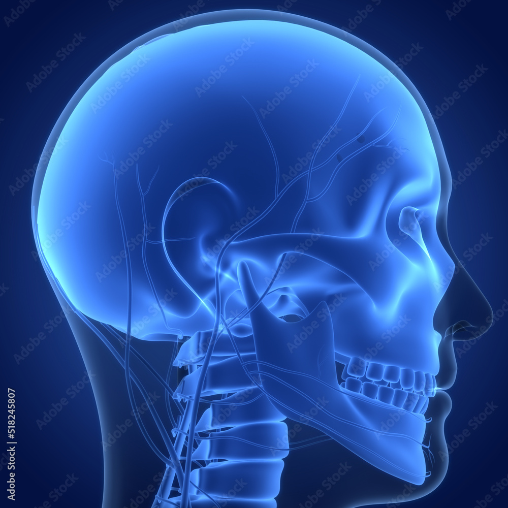 Human Skeleton System Skull Bone Joints Anatomy Stock Illustration ...