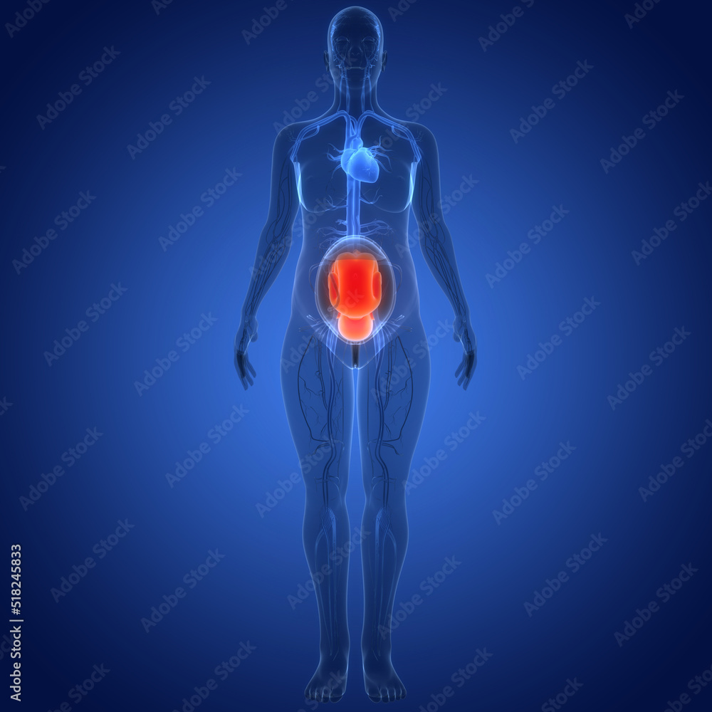 Human Fetus Baby in Womb Anatomy Stock Illustration | Adobe Stock