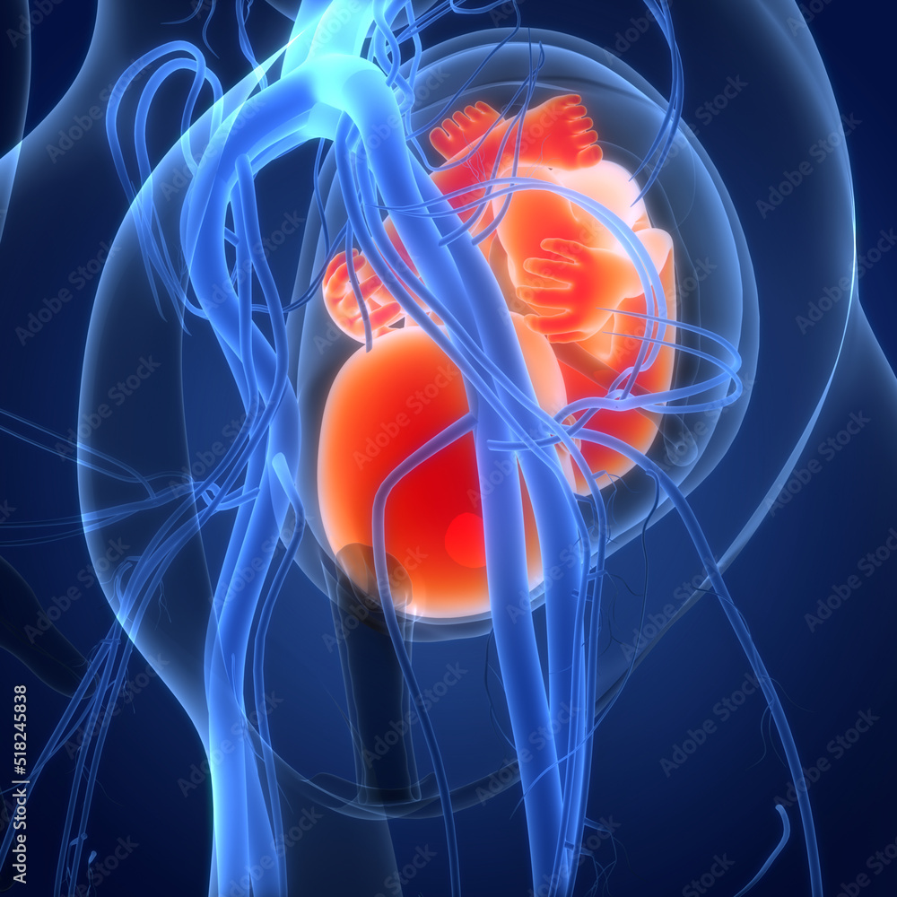 Human Fetus Baby in Womb Anatomy Stock Illustration | Adobe Stock