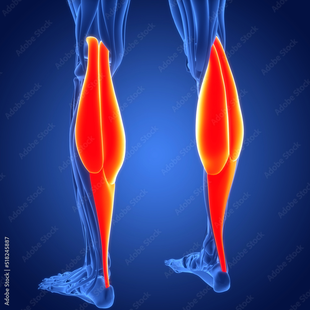 Human Muscular System Leg Muscles Gastrocnemius Muscles Anatomy Stock ...