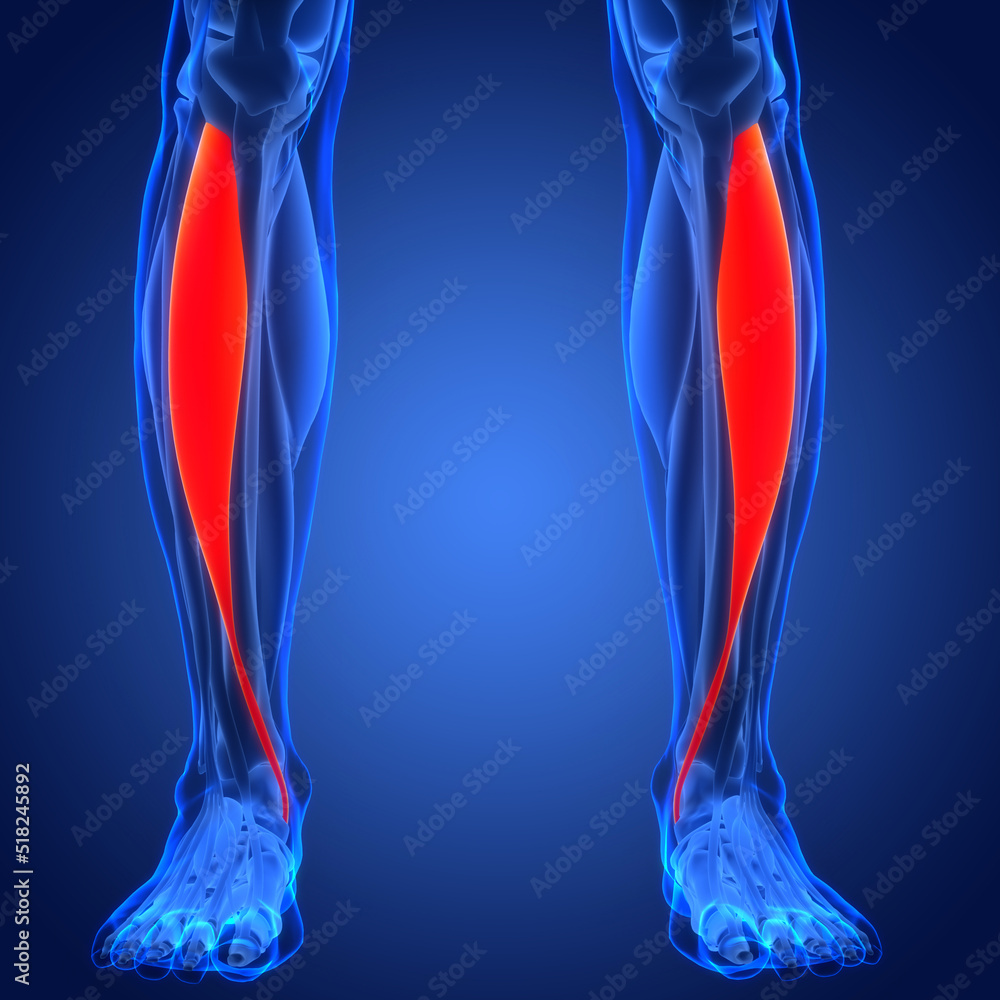 Human Muscular System Leg Muscles Tibialis Anterior Muscles Anatomy ...