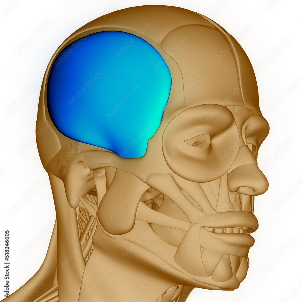 Human Body Muscular System Head Muscles Temporal Muscle Anatomy Stock ...