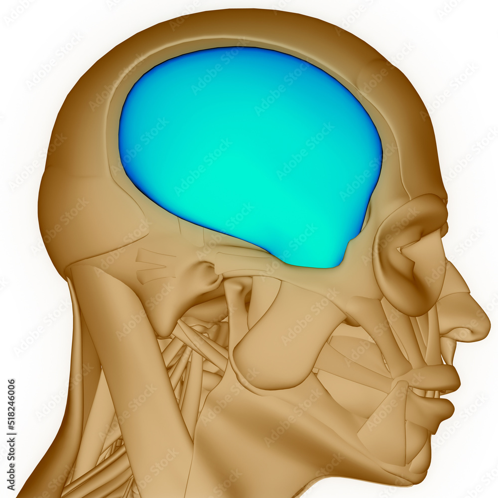 Human Body Muscular System Head Muscles Temporal Muscle Anatomy Stock ...