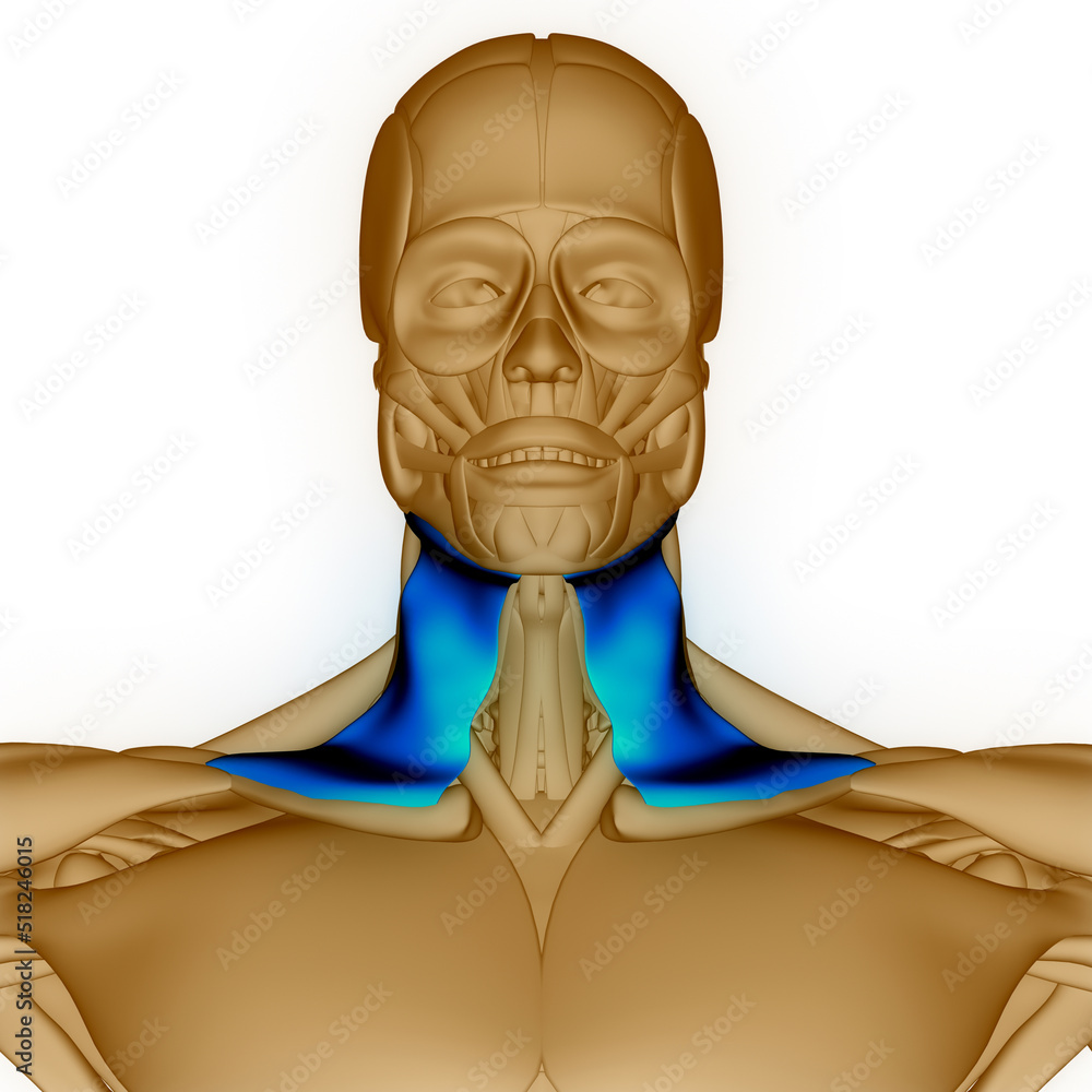 Human Body Muscular System Head Muscles Platysma Muscle Anatomy Stock ...