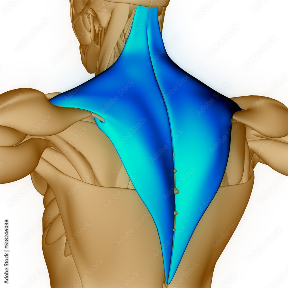 Human Muscular System Torso Muscles Trapezius Muscle Anatomy ilustração ...