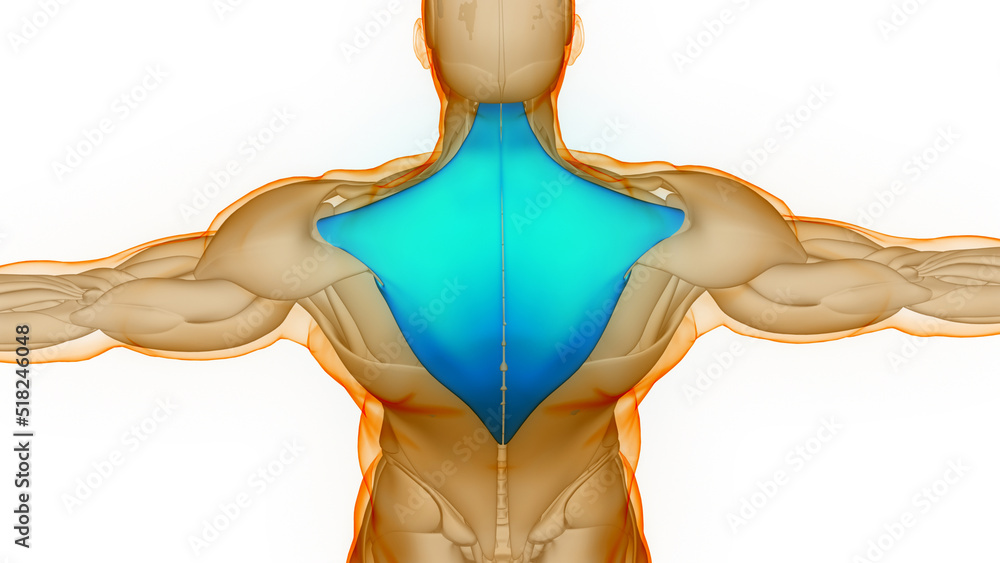 Human Muscular System Torso Muscles Trapezius Muscle Anatomy Stock ...