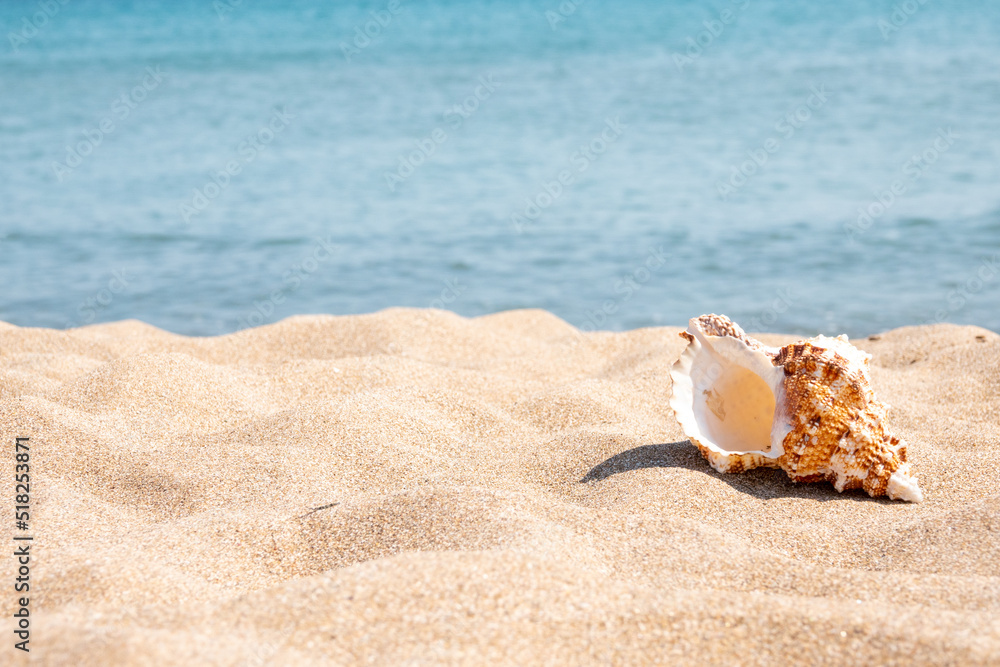 A seashell on the beach. A seashell and a sandy beach on a blurred ...