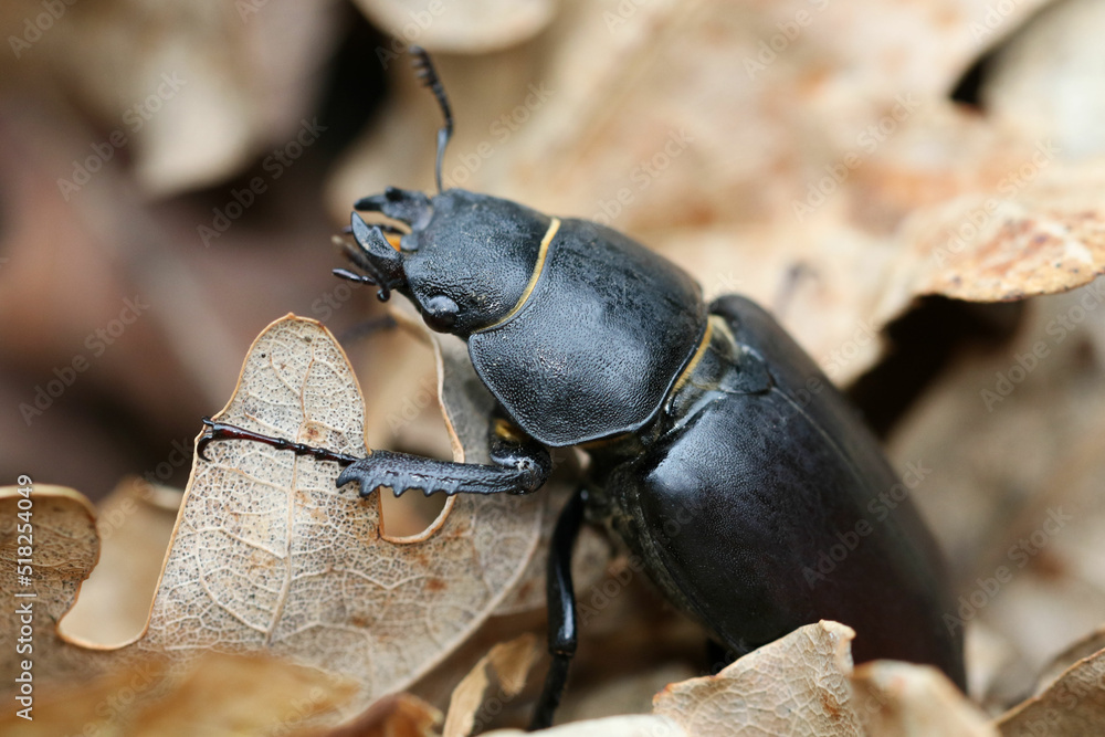 Lucanus cervus is one of the best-known species of stag beetle in ...