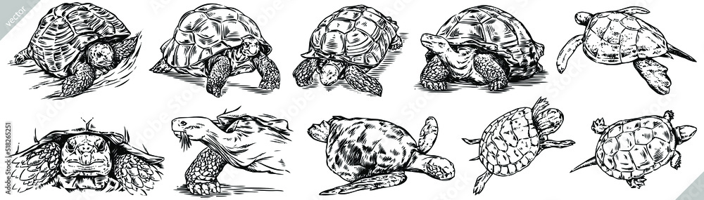 Vintage engrave isolated turtle set illustration ink rat sketch. Sea ...