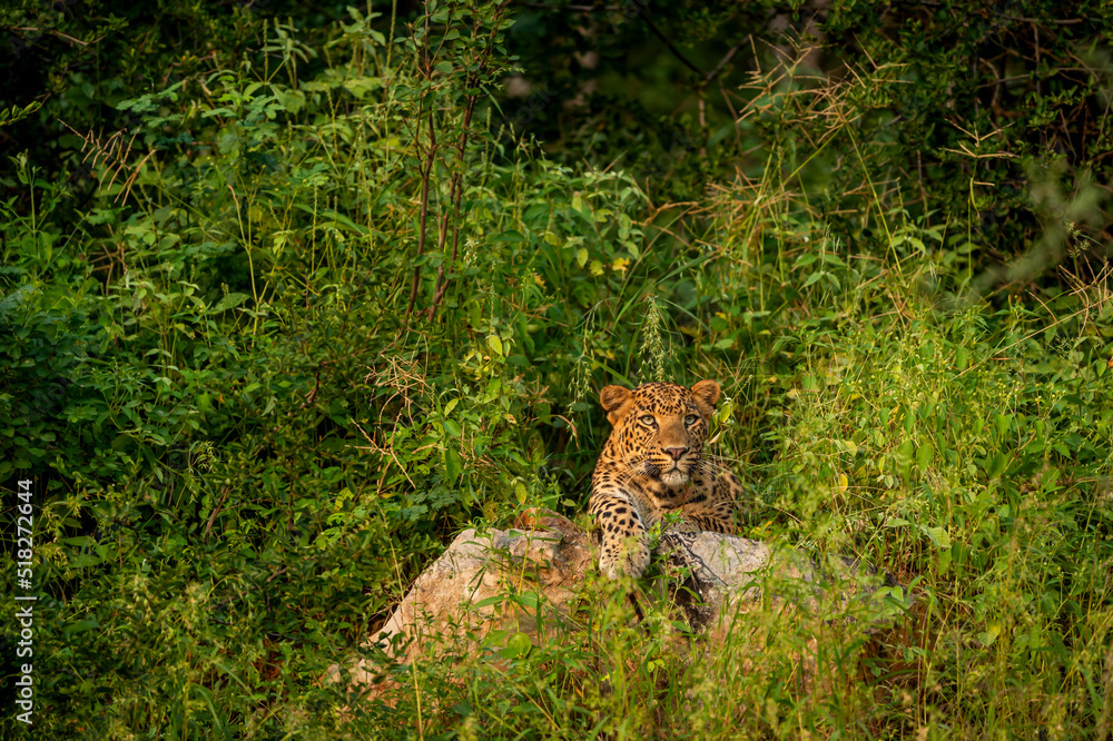 indian wild male leopard or panther closeup on big rock in natural ...