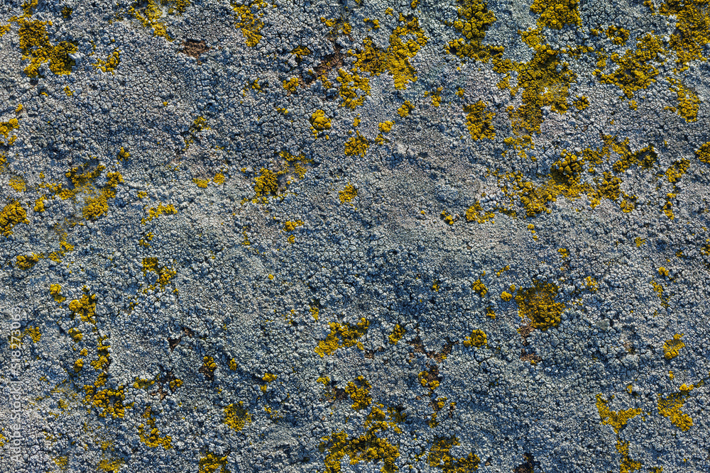 Lichen on quartzite sandstone surface. A pioneer lichen in Bare Rock ...