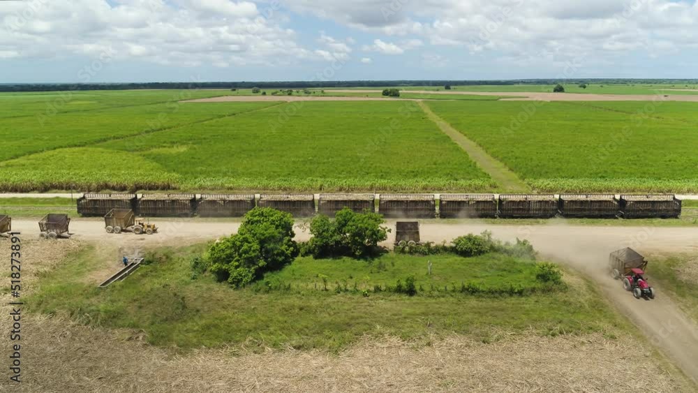 Sugar cane harvesting. Agriculture in Brazil. Sugar cane fields in ...