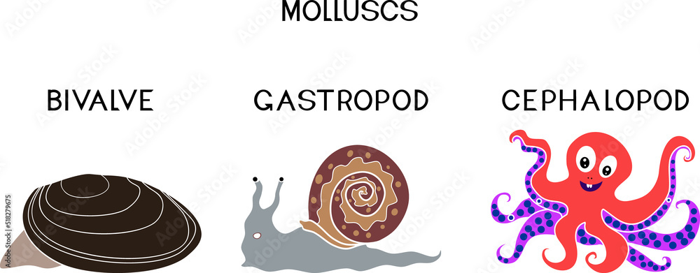 Three Types Of Molluscs Cephalopod Gastropod Bivalve Educational Three Types Of Molluscs Cephalopod Gastropod Bivalve Educational