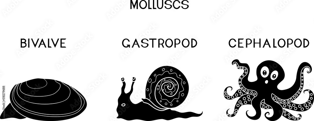 Three types of molluscs: cephalopod, gastropod, bivalve. Educational ...