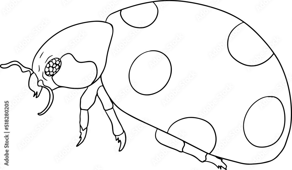 Ladybug. Beetles coloring pages. Detailed illustration bugs. Vector ...