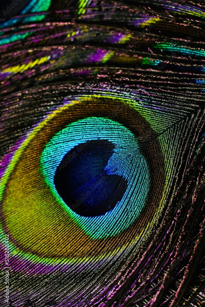 Peacock feather. Peafowl feather. Mor pankh. Bird feather. Abstract ...