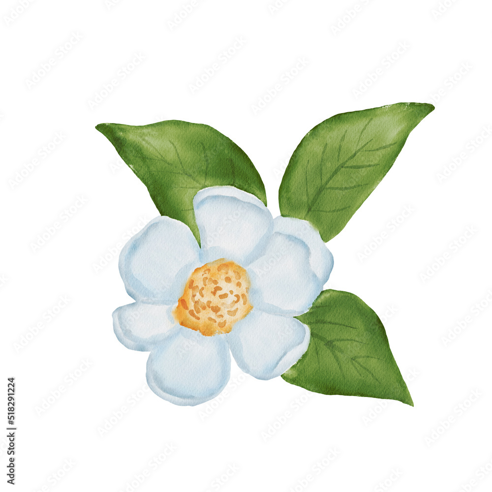 Watercolor white flower and green leaves isolated on white. Drawing of ...