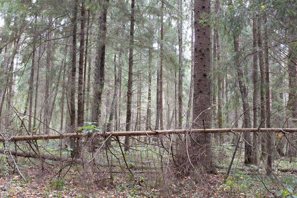 Pine tree forest landscape. Forest trees. Forrest nature view ...