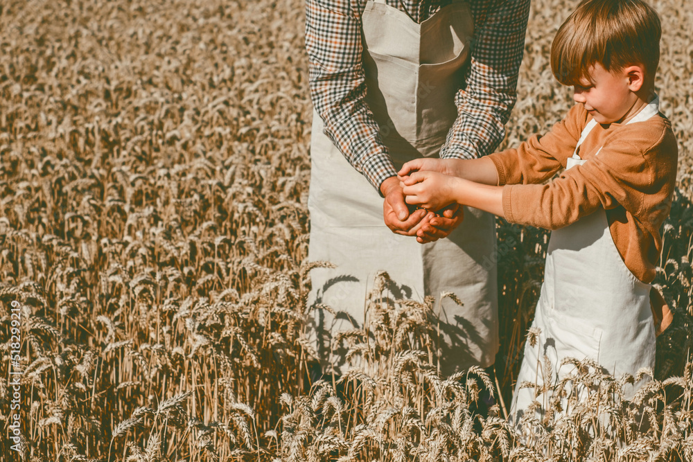 Children's hands pour a handful of grain to an old man in a wheat field ...