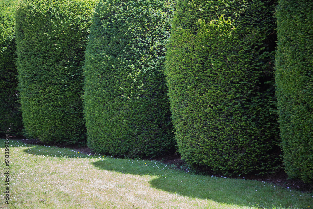 Foto de Modern garden design and landscaping: A row of round cut ...