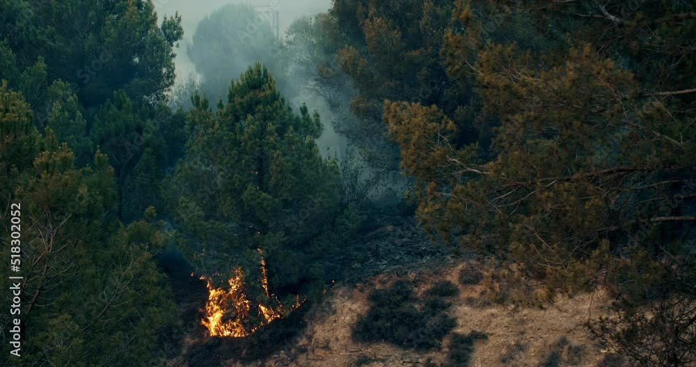Burning pine tree in the middle of the forest. Air pollution and ...