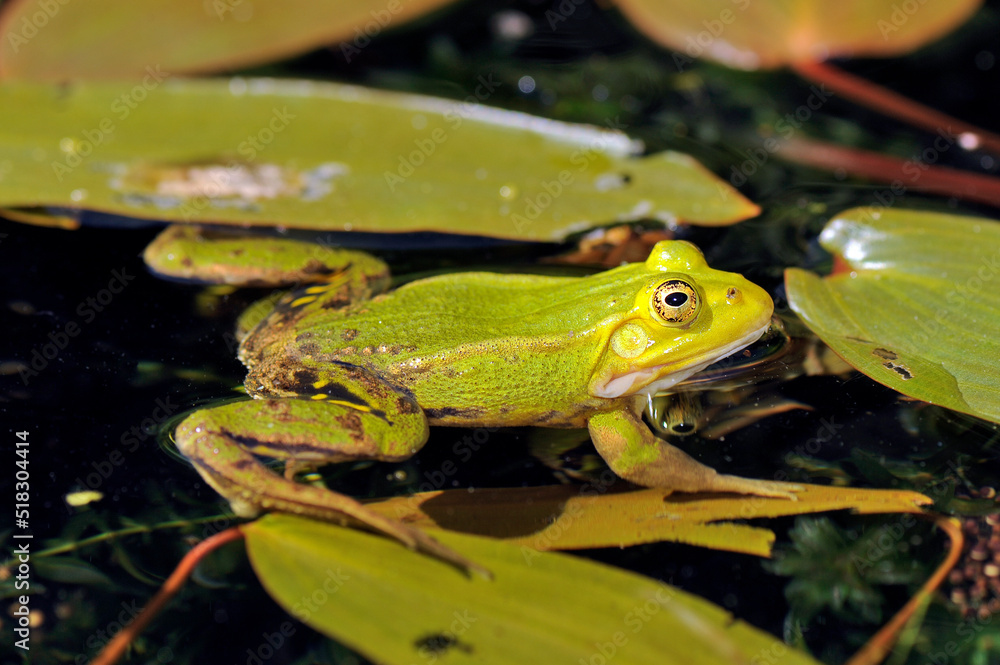 Pool frog // Kleiner Wasserfrosch (Pelophylax lessonae) - Germany Stock ...
