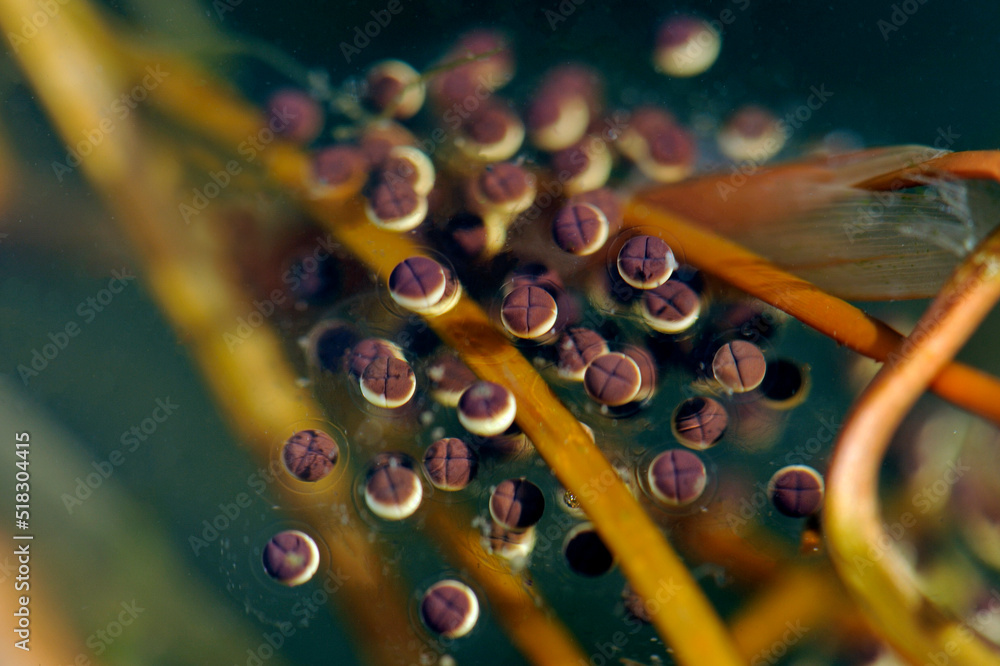 Cell division in frogspawn // Zellteilung beim Froschlaich - Pool Frog ...