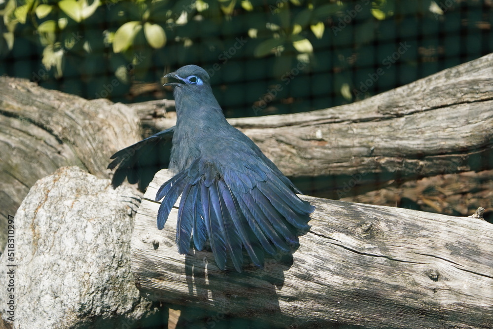 The blue coua (Coua caerulea) is a species of bird in the cuckoo family ...