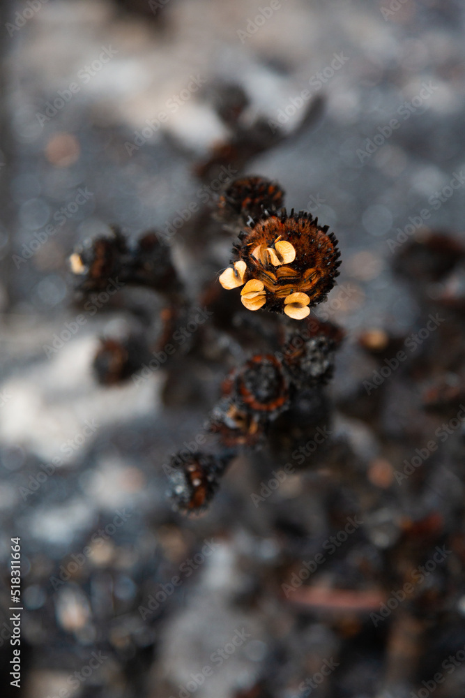 charred plant after bushfire with seed pods opened to disperse seeds ...