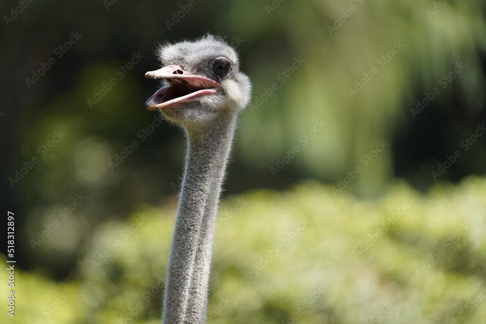 The North African ostrich or red-necked ostrich (Struthio camelus ...