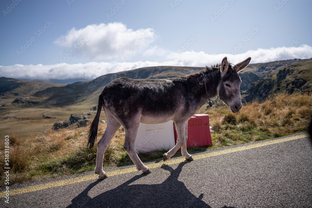 Foto de Donkey on the side of Transalpina - famous driving road in ...