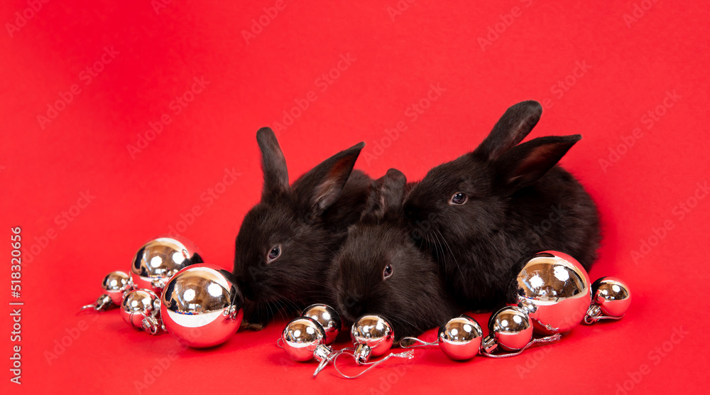 Three black rabbits sit among white Christmas toy balls isolated on red ...