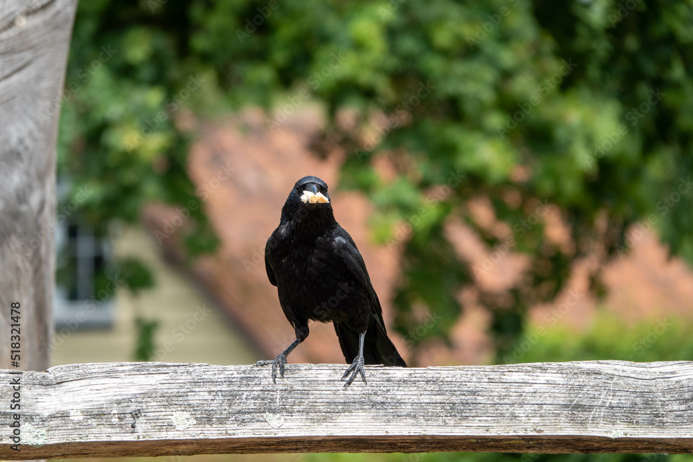 the carrion crow corvus corone a passerine bird of the family corvidae ...