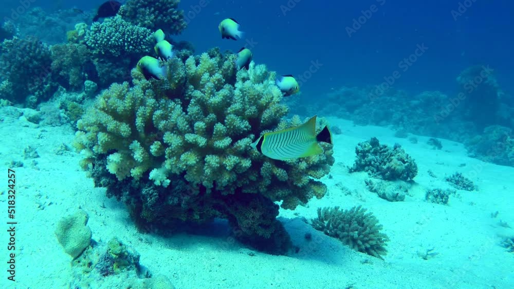 A school of Marginate dascyllus (Dascyllus marginatus) swims over a ...