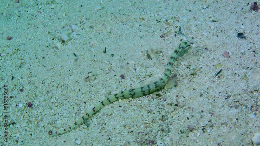 Network Pipefish (Corythoichthys flavofasciatus) is one of the rarest ...