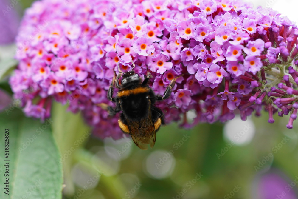 Bumble Bee, (Bombus terrestris) on Buddleja davidii (summer lilac ...