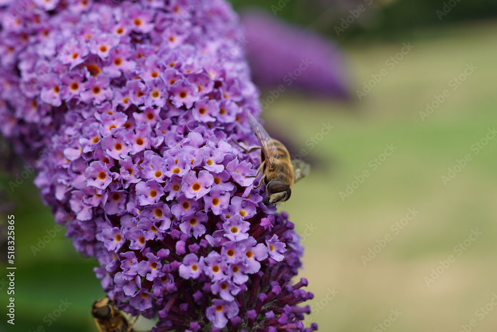 Honey Bee (Apis mell⁭era) on Buddleja davidii (summer lilac ...