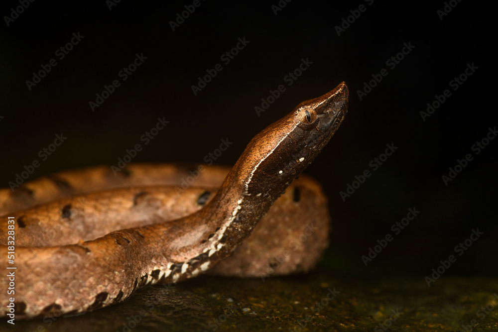 Portrait of hump-nosed pit viper showing side profile and head details ...