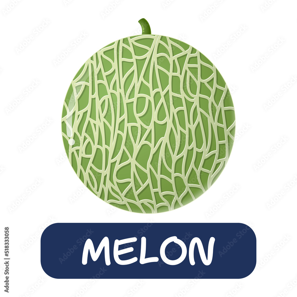 cartoon melon fruit vector isolated on white background Stock Vector ...